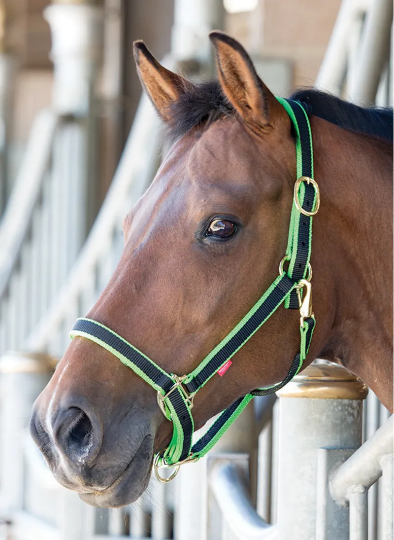 Bridleway | V068 | Jester | Two Tone | Headcollar | Green