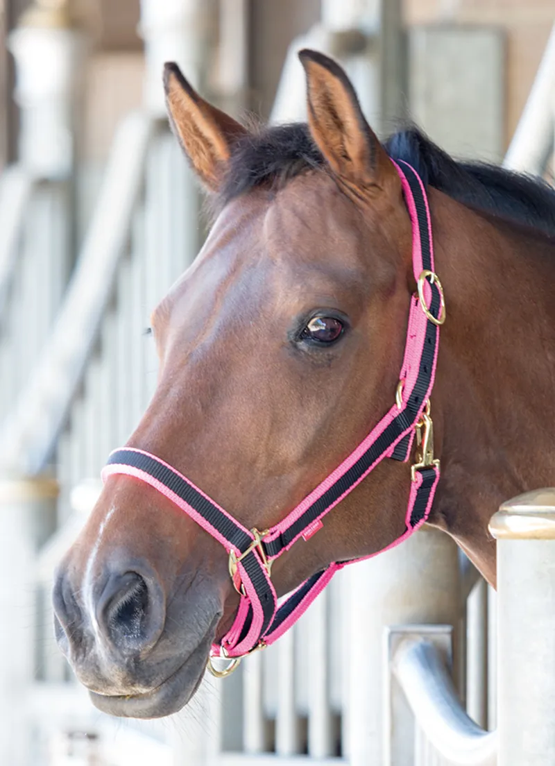 Bridleway | Jester | V068 | Two Tone | Headcollar | Pink